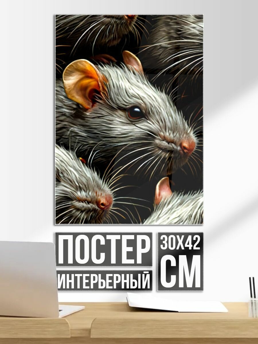 Постер на стену Крысы