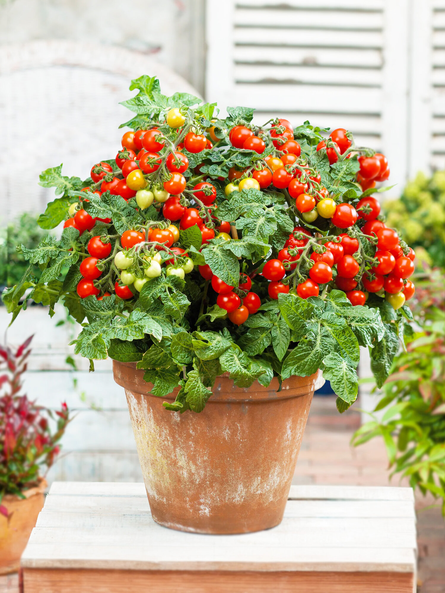 Томаты балконно-комнатные Мини-Лайт, Семена, 20 шт, семена овощей