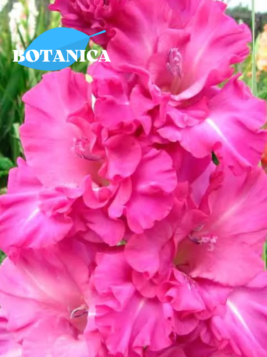 Луковицы цветов, botanica garden , Гладиолус Свит Лав ( 3 луковицы )