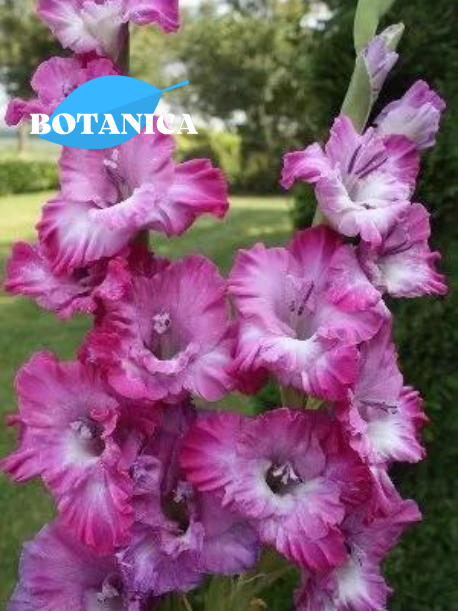 Луковицы цветов, botanica garden , Гладиолус Наблус Фриззл ( 10 штук )