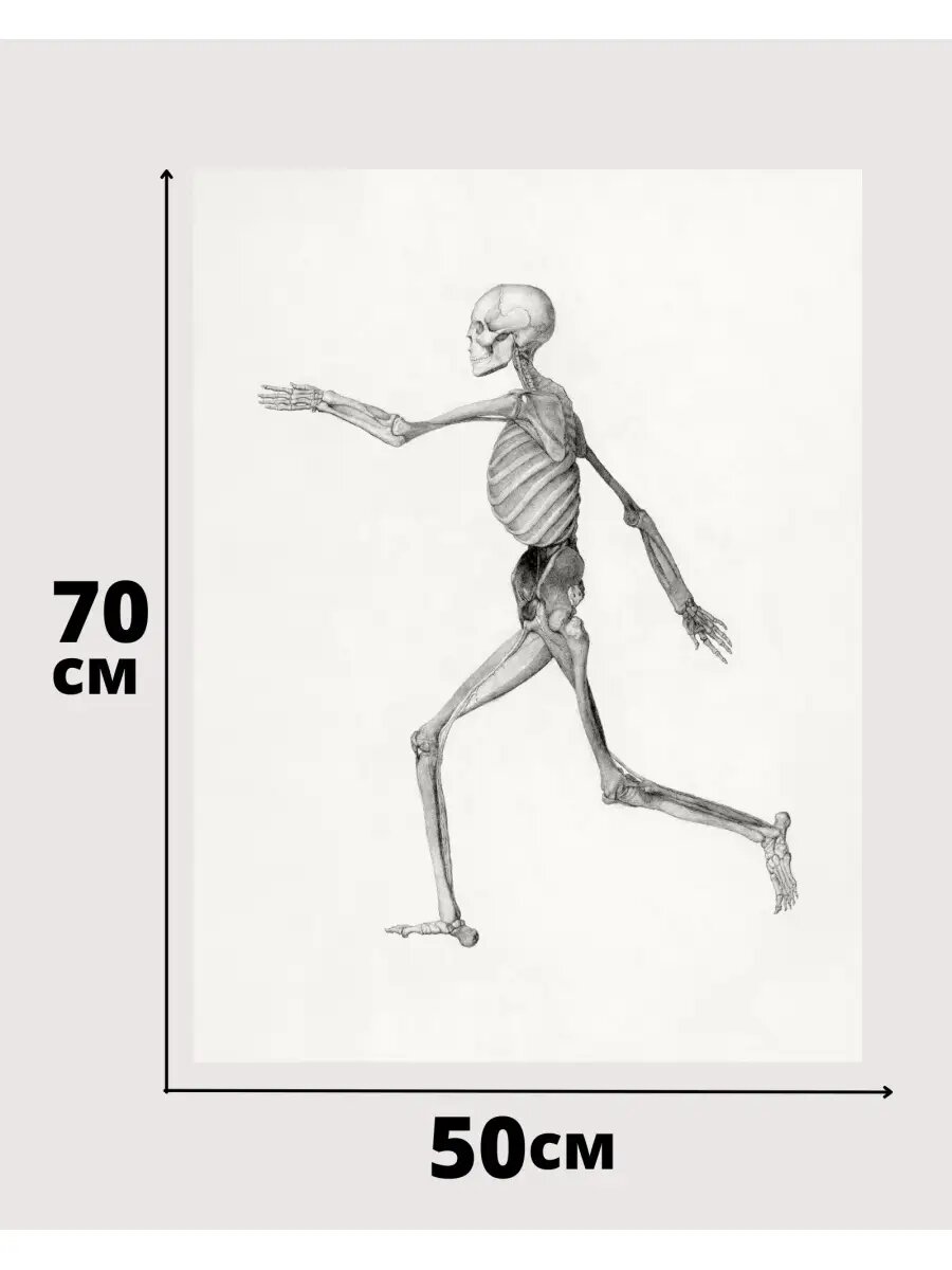 Постер скелет анатомия человек