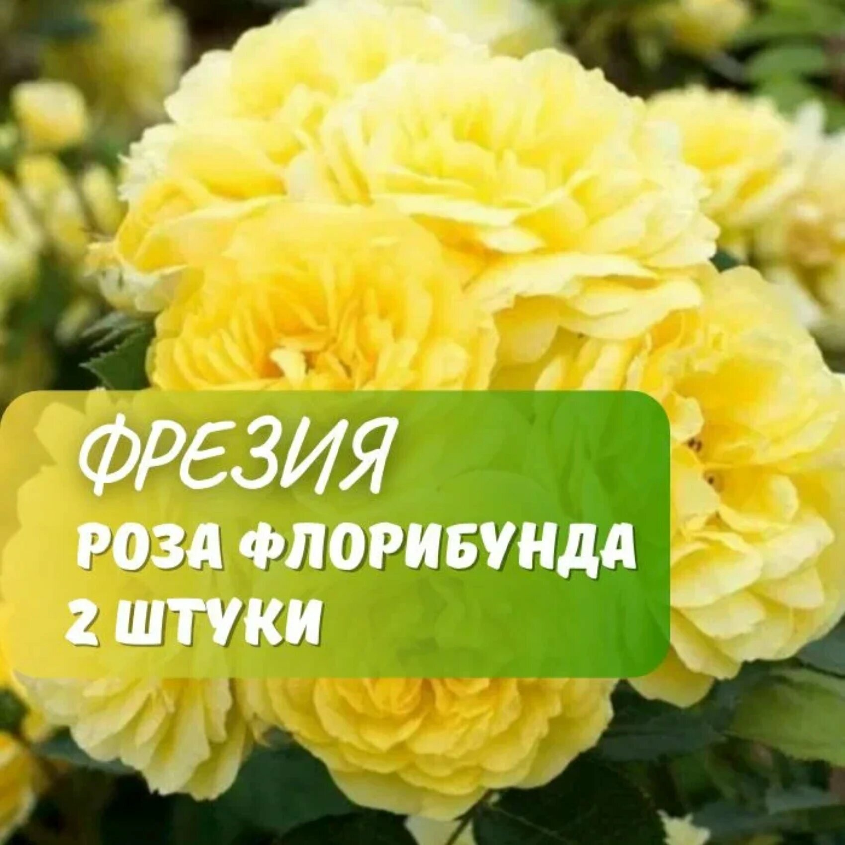 Роза флорибунда Фрезия (Friesia) / 2 шт, роз, морозостойкие, ароматные