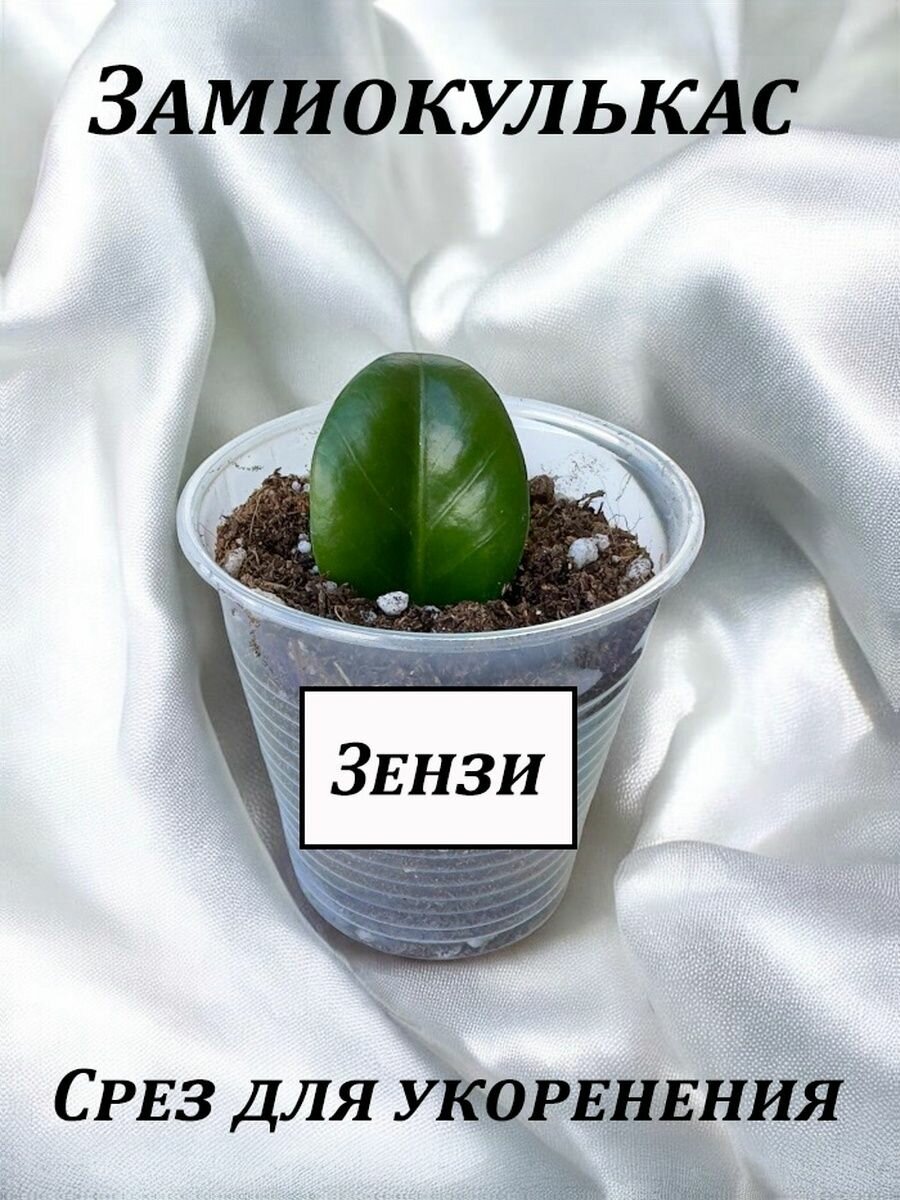 Растение Zеленый Zамик "Замиокулькас" Зензи, срез для укоренения, 5 см