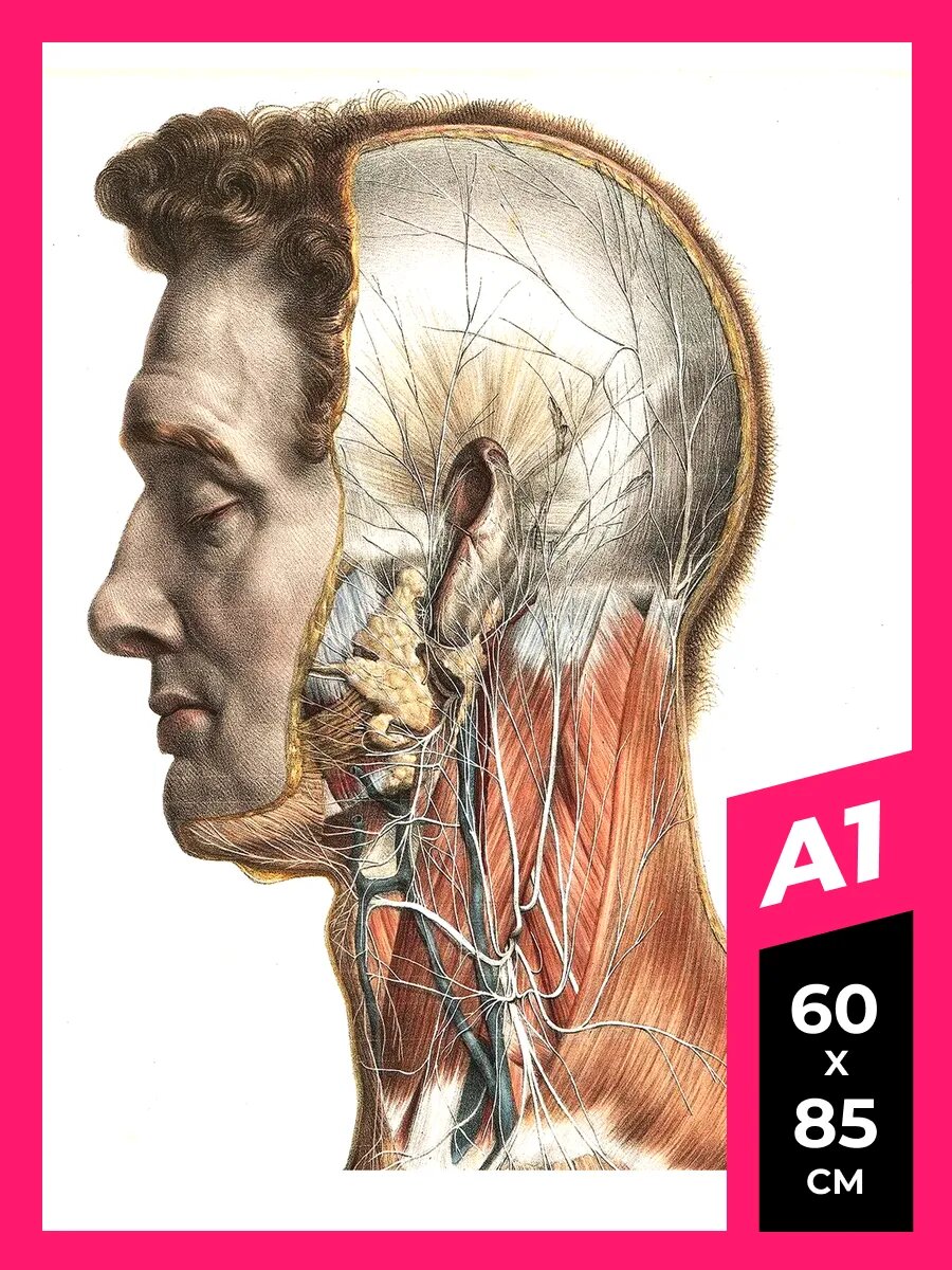 Плакат Анатомия человека постер Строение головы A1