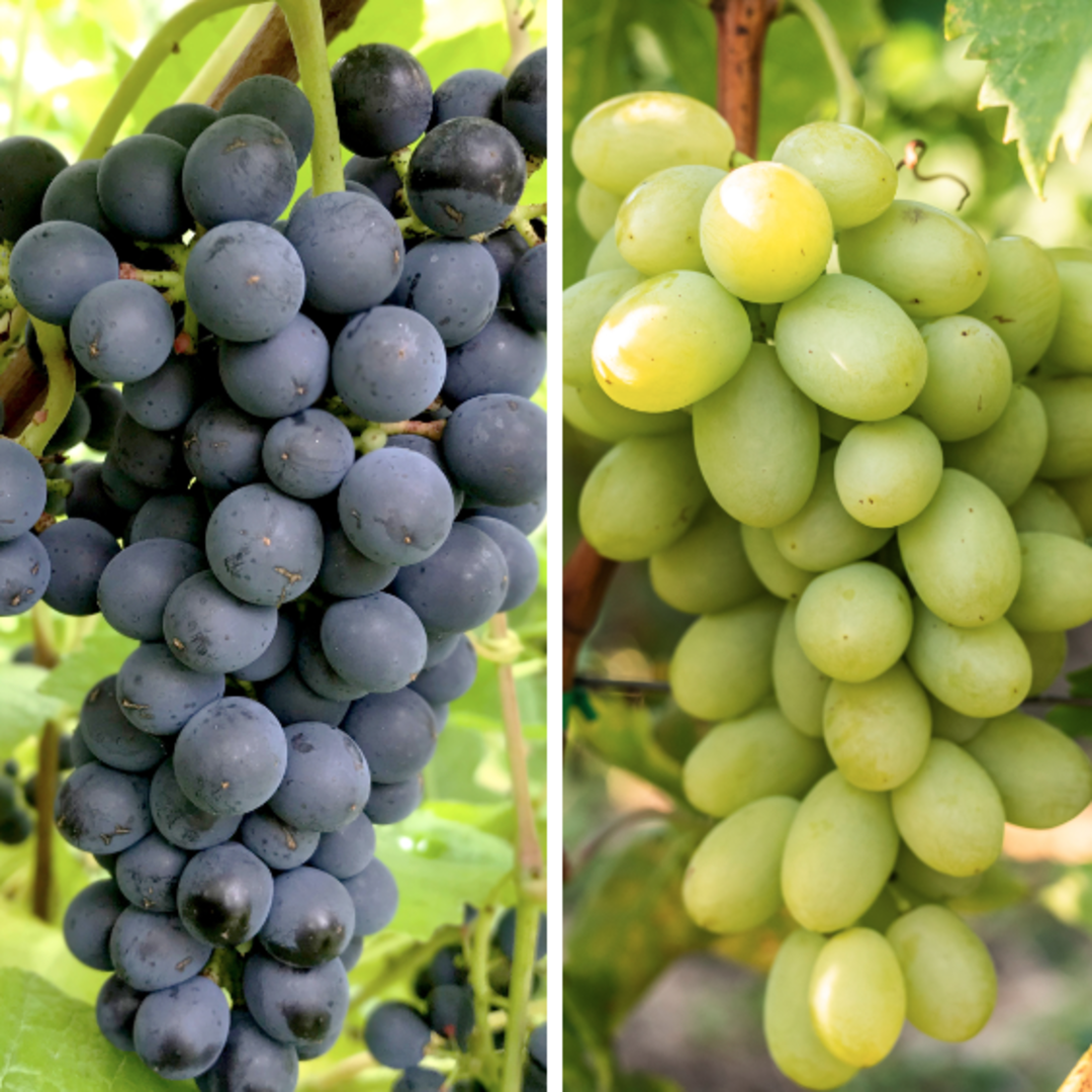 Комплект винограда Суперморозостойкий из 2 сортов / растянутое плодоношение