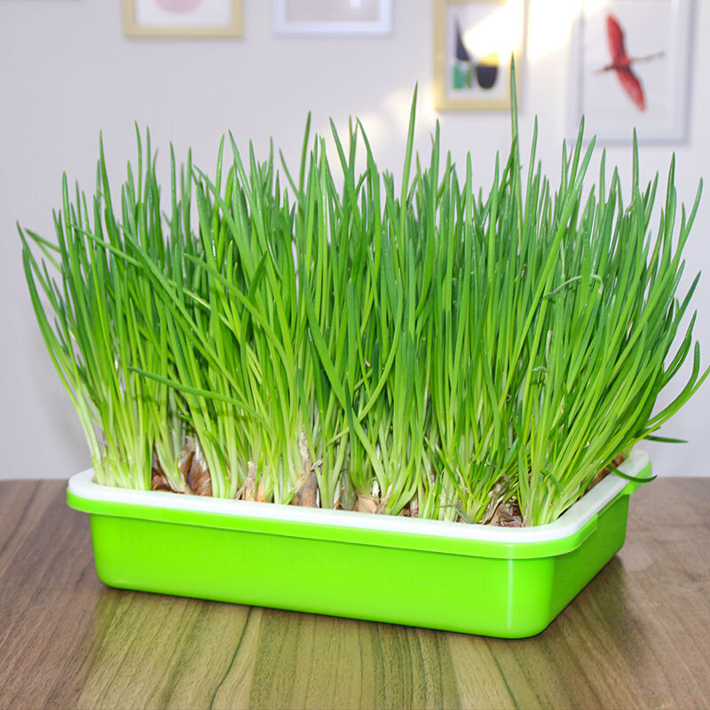 Гидропонные рассады чеснока, лук-шалот, ростки фасоли, поддон для посадки, зеленые ростки, поддон для рассады, беспочвенное выращивание, семена чеснока