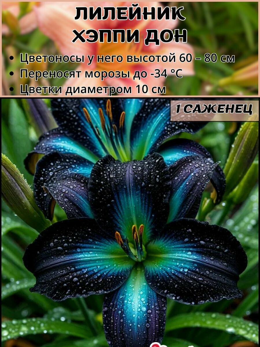 Лилейник саженец, многолетник 1 штука