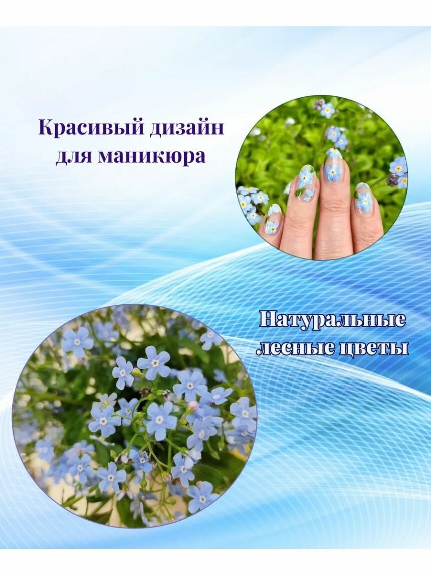 Сухоцветы — фото 1