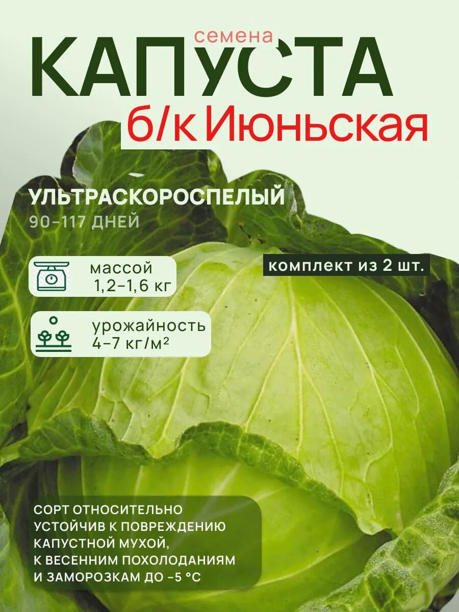 Семена капусты сорт "Июньская", ультраскороспелый, 2 упаковки