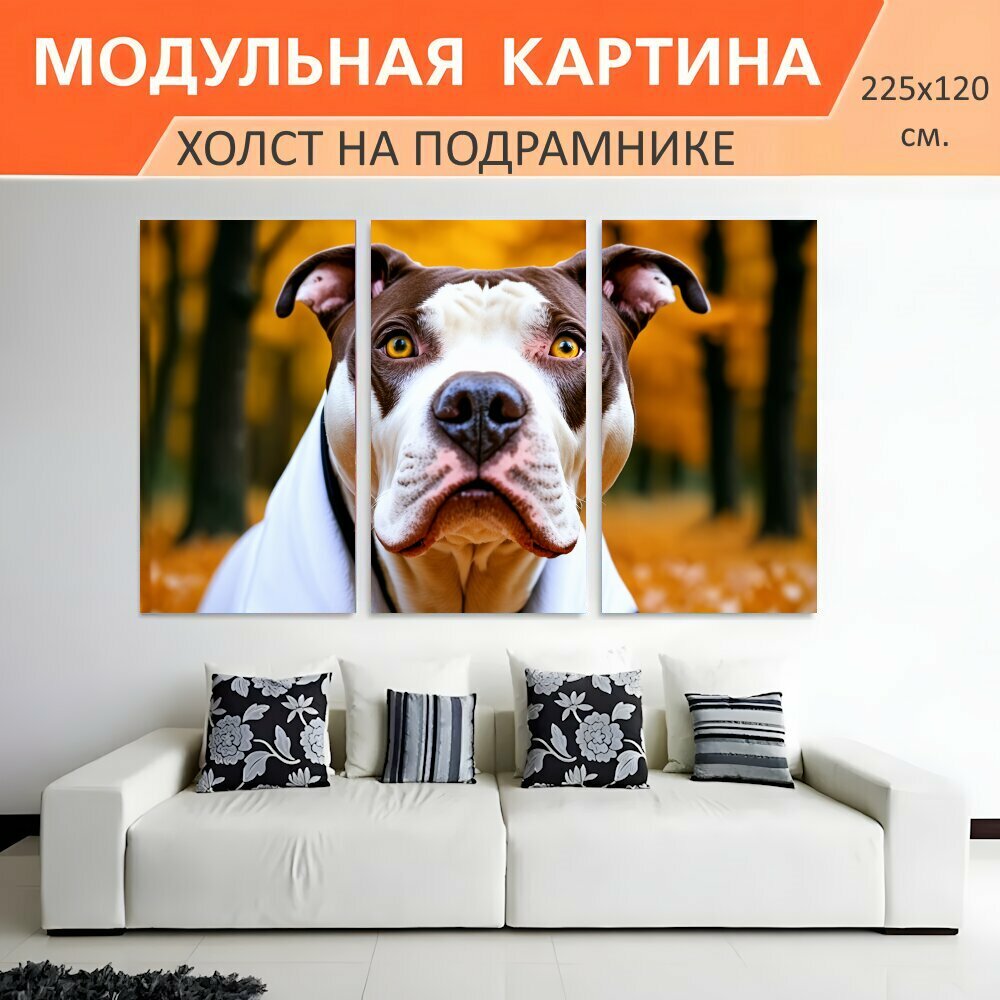 Модульная картина на холсте "Крупный план головы собаки породы питбуль с белым окрасом, виляющими ушами и пронзительными." триптих на подрамнике 225х120 см. для интерьера