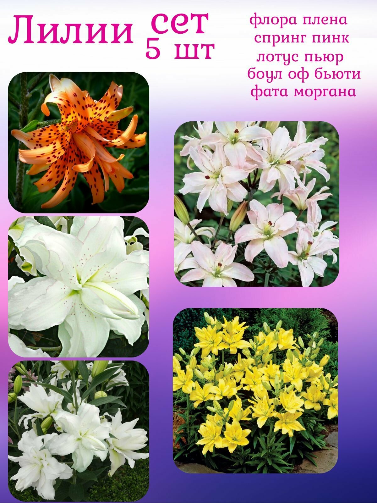 Лилия луковицы, многолетние цветы для посадки, СЕТ 5 штук