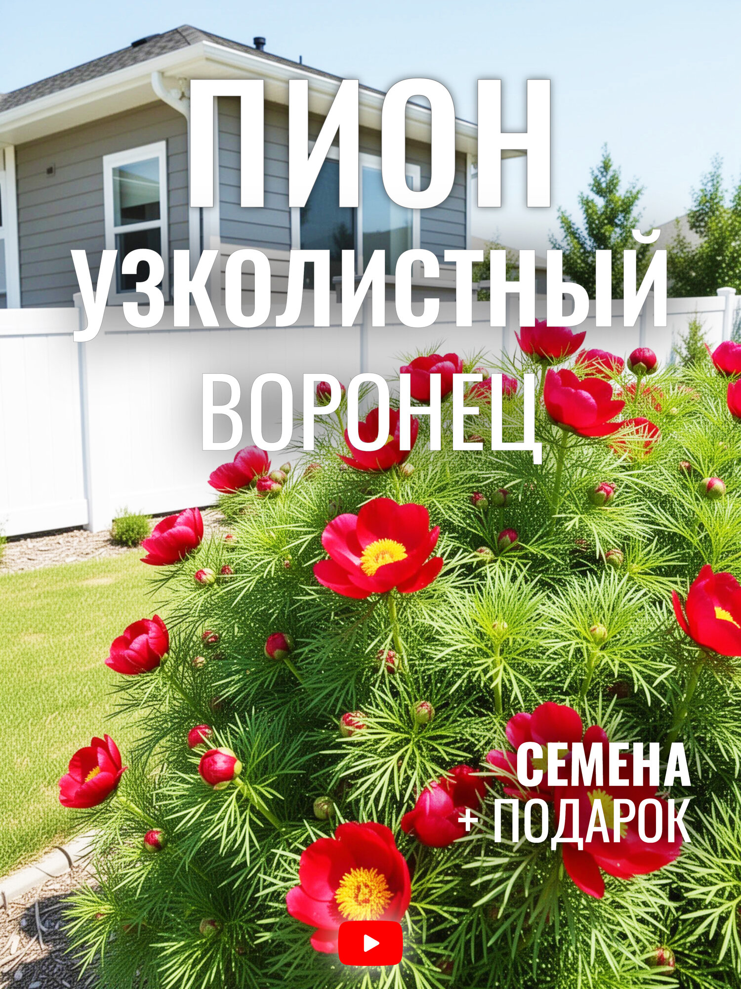 Пион Узколистный Воронец, Семена, 5 шт, Семена цветов и цветущих кустарников