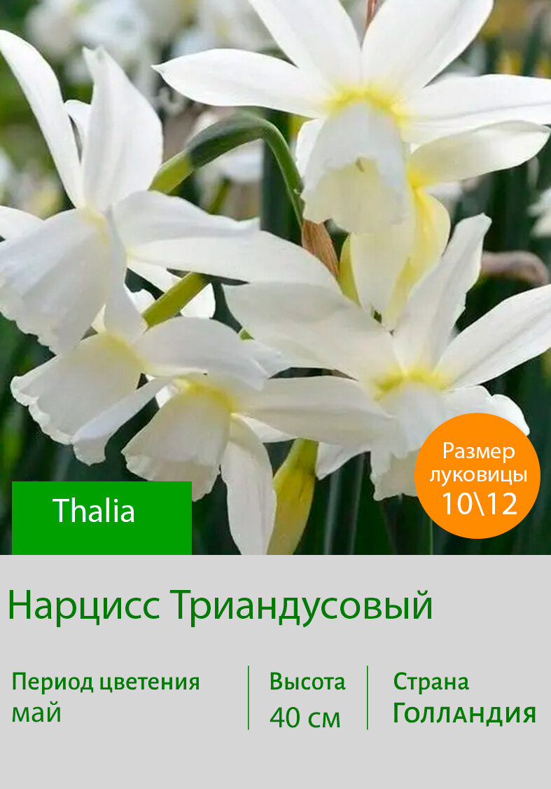 Нарцисс Талия (Thalia), триандусовый. Луковицы, 2 шт. Сотка.