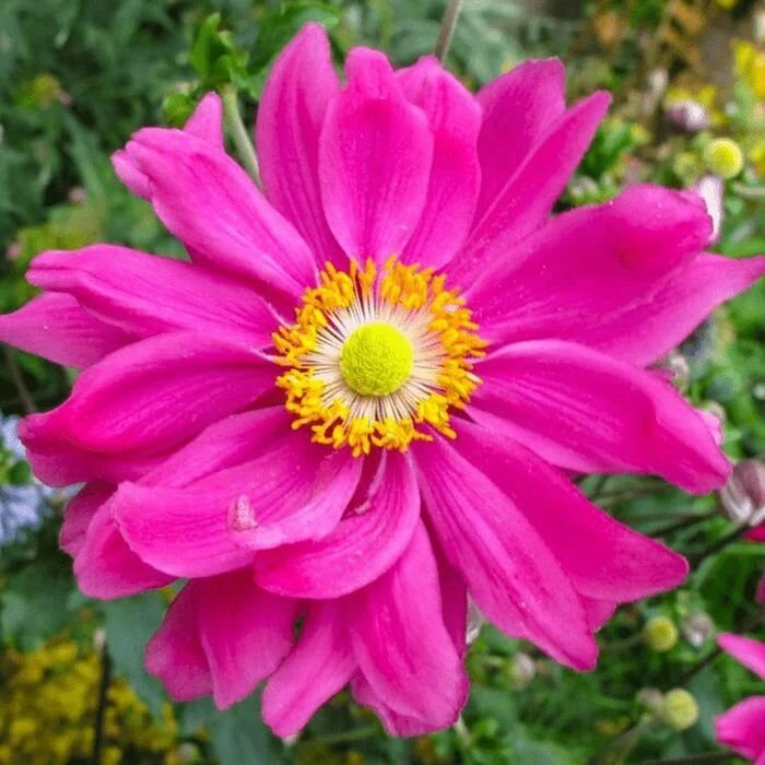 Анемона Памина 1шт