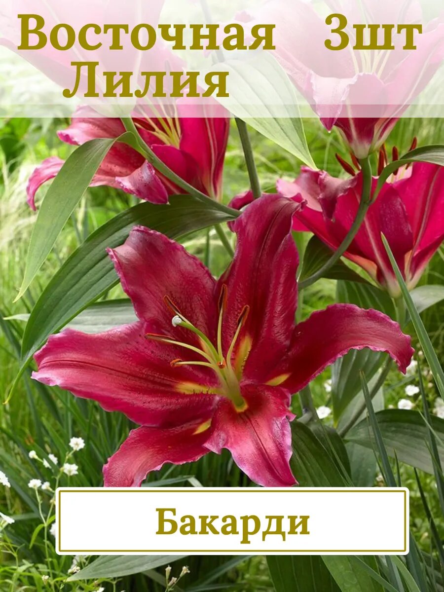 Лилия Восточная махровая, многолетние цветы, луковицы 3 шт