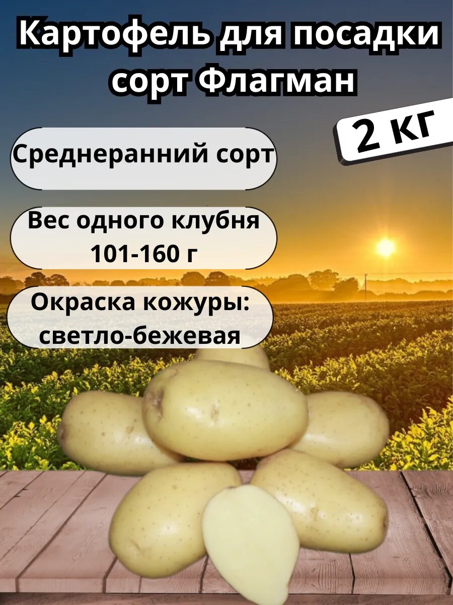 Картофель семенной " Флагман " 2 кг