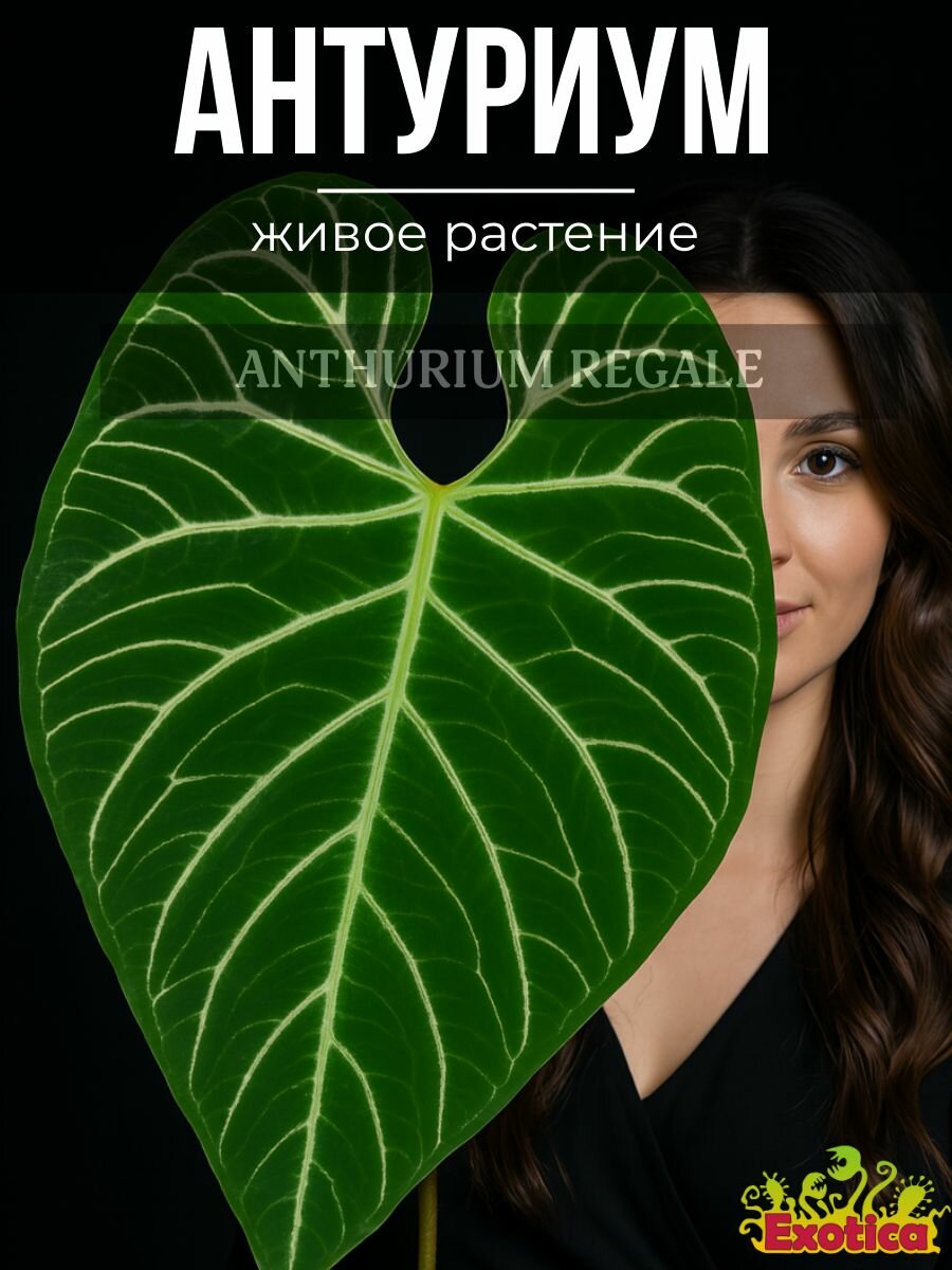 Антуриум Регал (Anthurium Regale) D6см, комнатный цветок