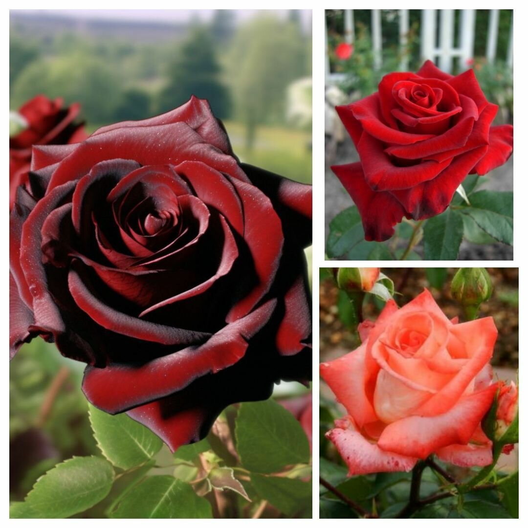 Комплект чайно-гибридных роз Империал 3 шт