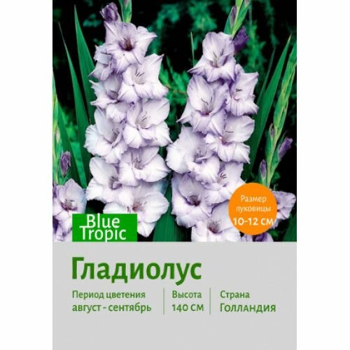 Гладиолус Блю Тропик (Blue Tropic) луковицы 30 шт. Сотка