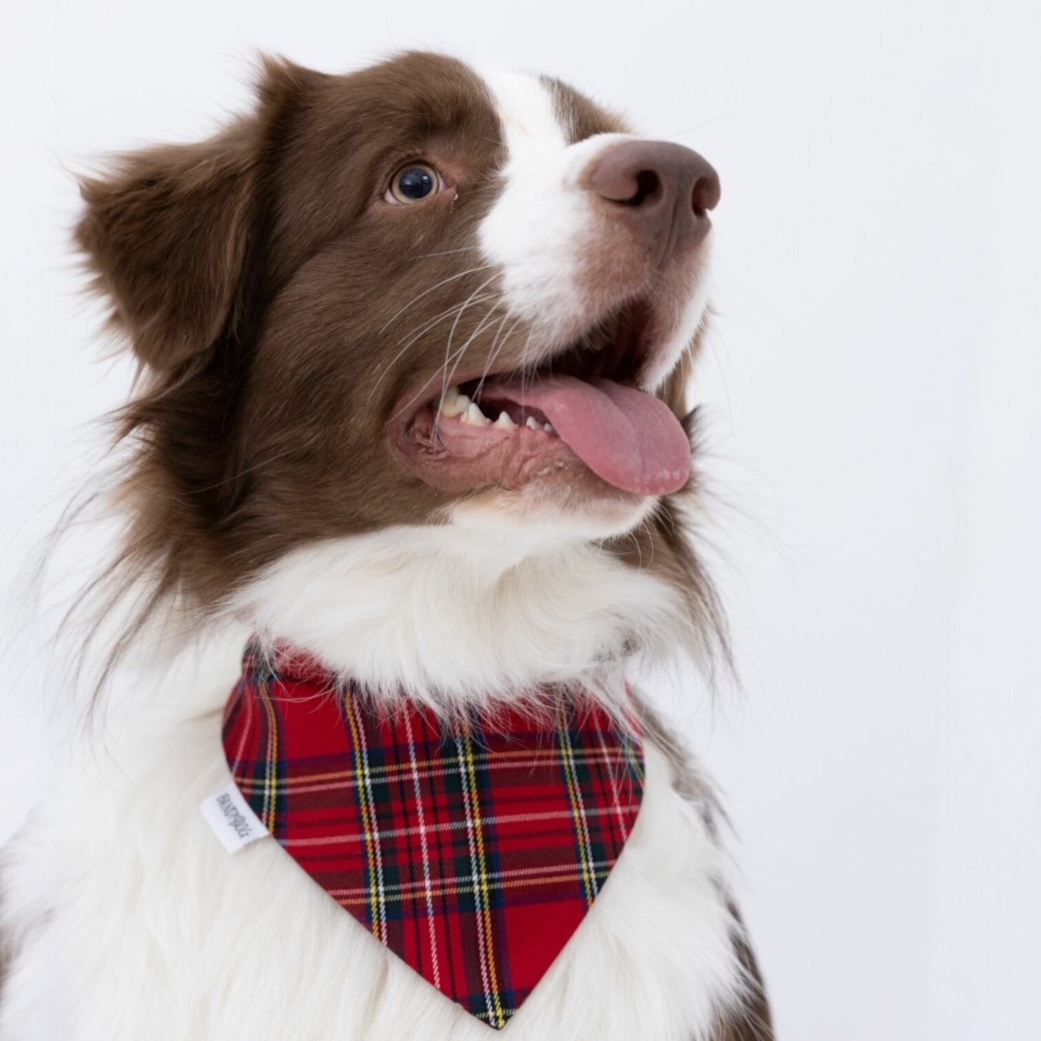 Бандана для собак на резинке Эдинбург Шотландка от BandiDog красная клетка для крупных пород