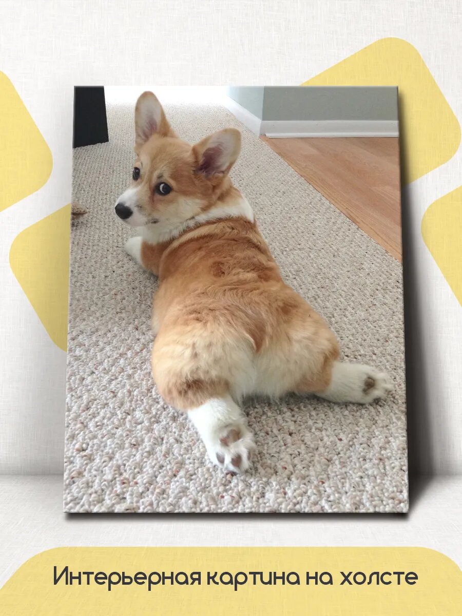 Картина на стену интерьерная Собака, Вельш корги 30x40 см