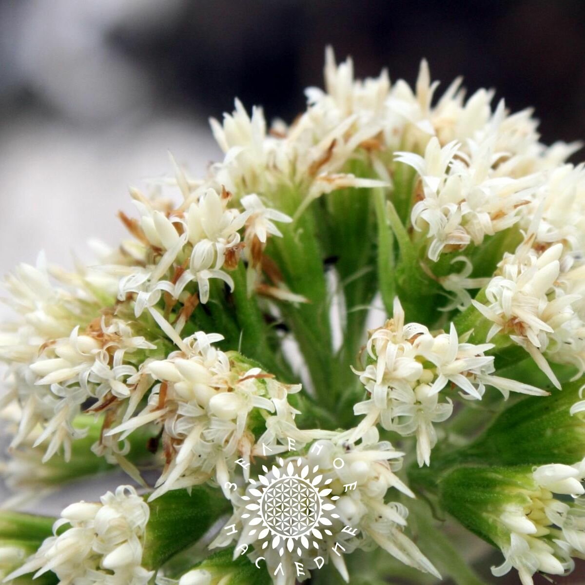 Семена Белокопытник белый (лат. Petasites albus) 150шт от Green Legacy