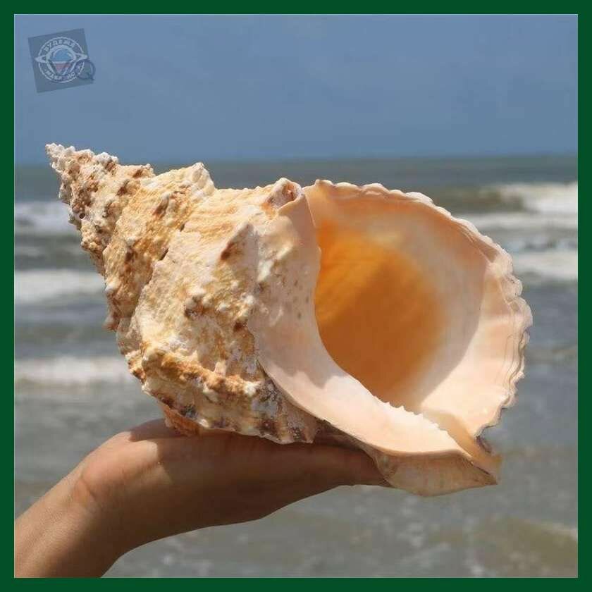 Натуральная ракушка Bursa Bubo12см-13см