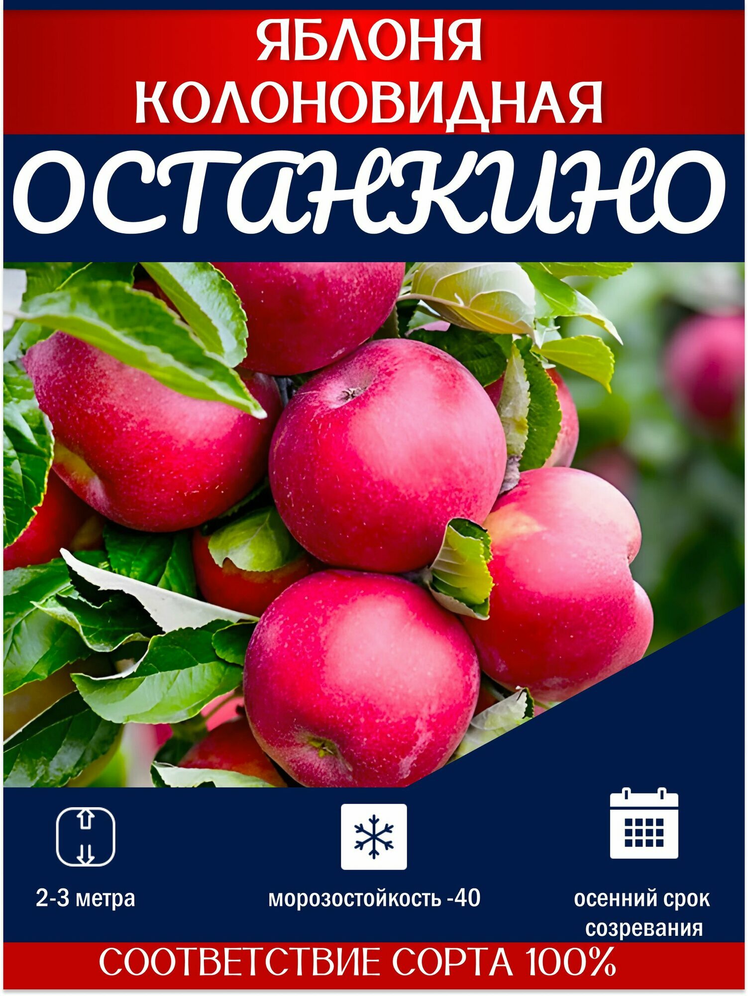Яблоня саженец Останкино зимнее