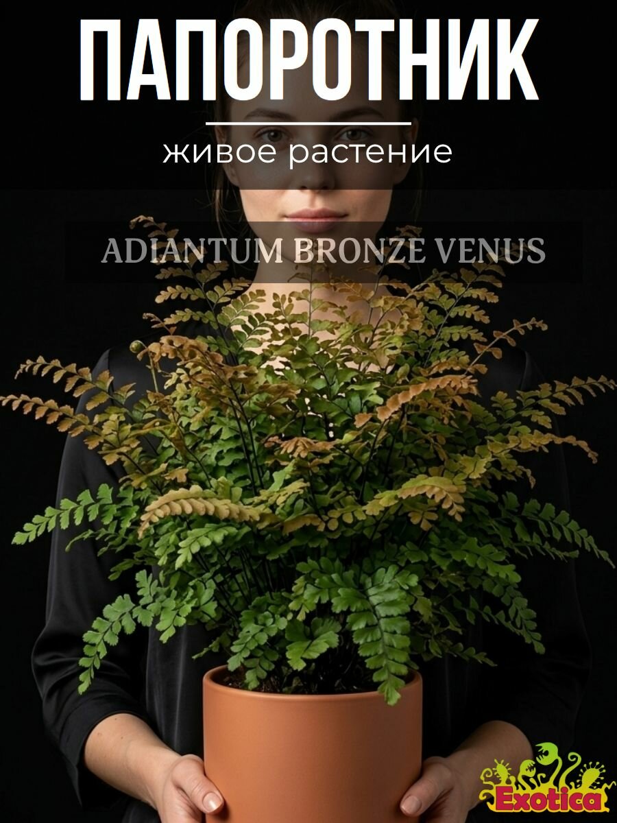Адиантум Бронз Венус, папоротник (Adiantum Bronze Venus) D8см, комнатный цветок