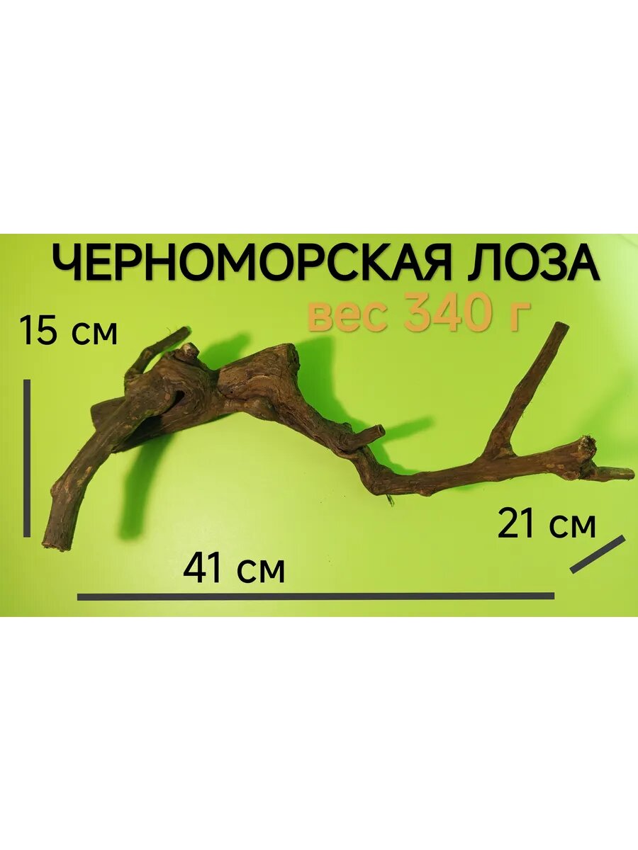 Виноградная лоза черноморская для аквариума, террариума