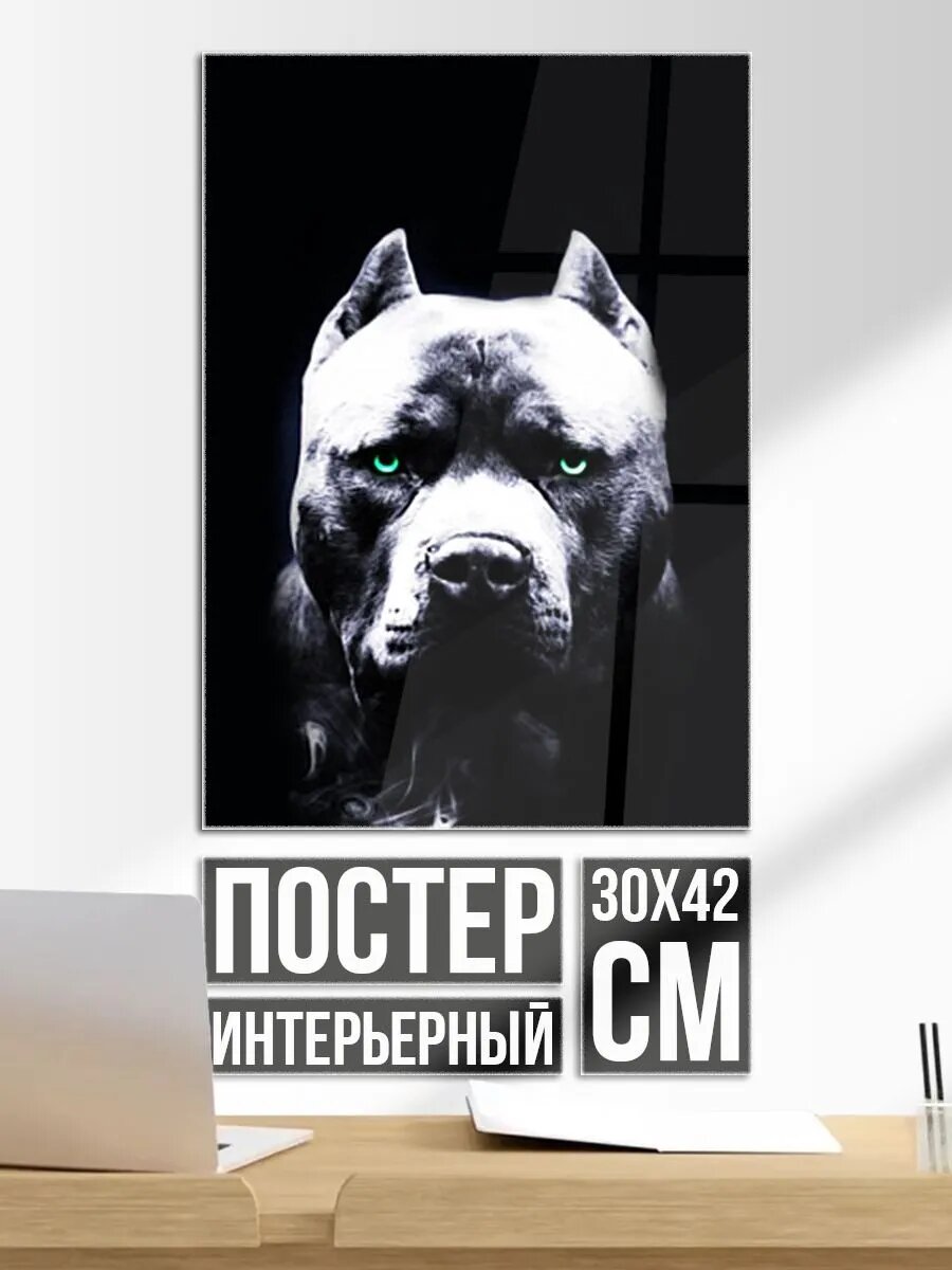 Постер на стену Питбуль: Американский питбультерьер