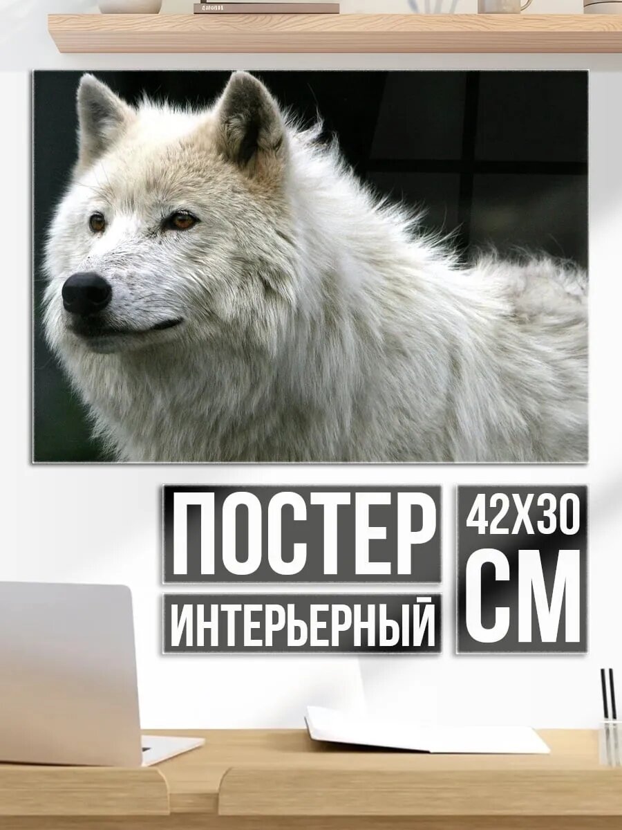 Плакат постер белый волк смотрит