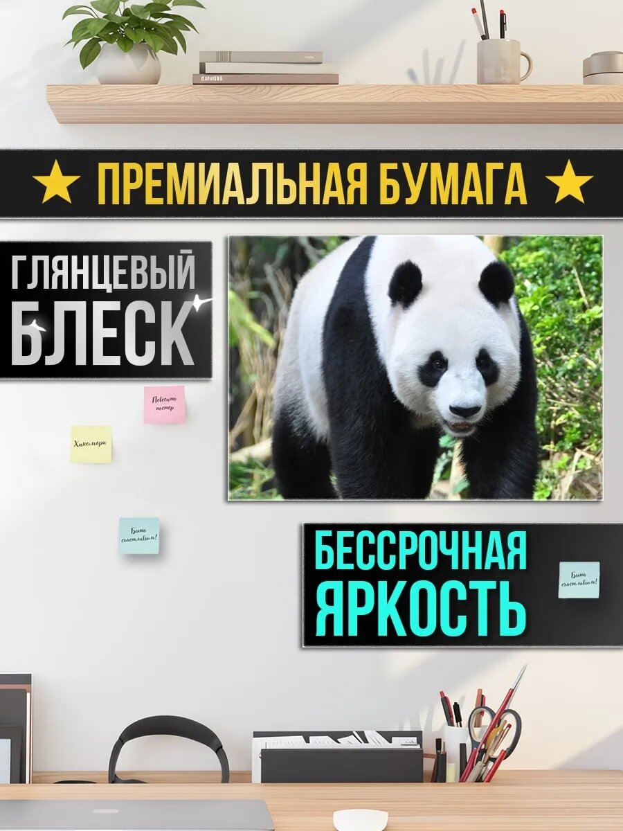 Плакат постер Идущая панда — фото 1