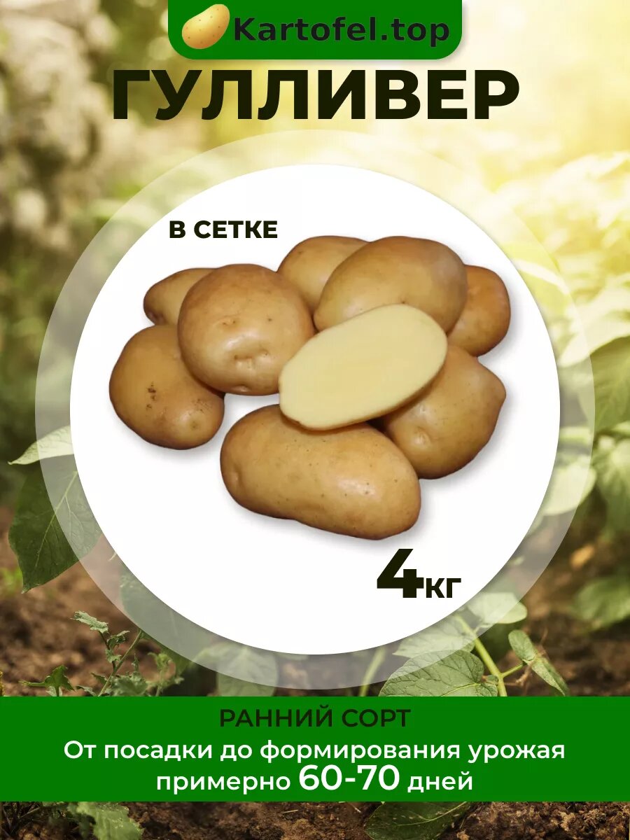 Картофель семенной для посадки Гулливер