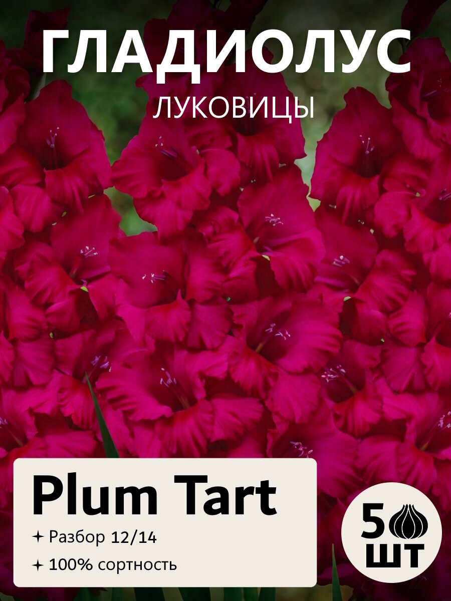 Гладиолусы луковицы крупноцветковые Плюм Тарт (Plum Tart), 5 шт