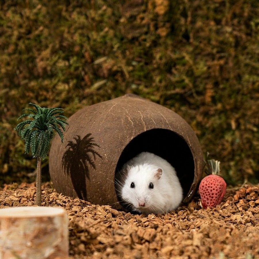 Кокосовая оболочка укрытия.12*7.5cm