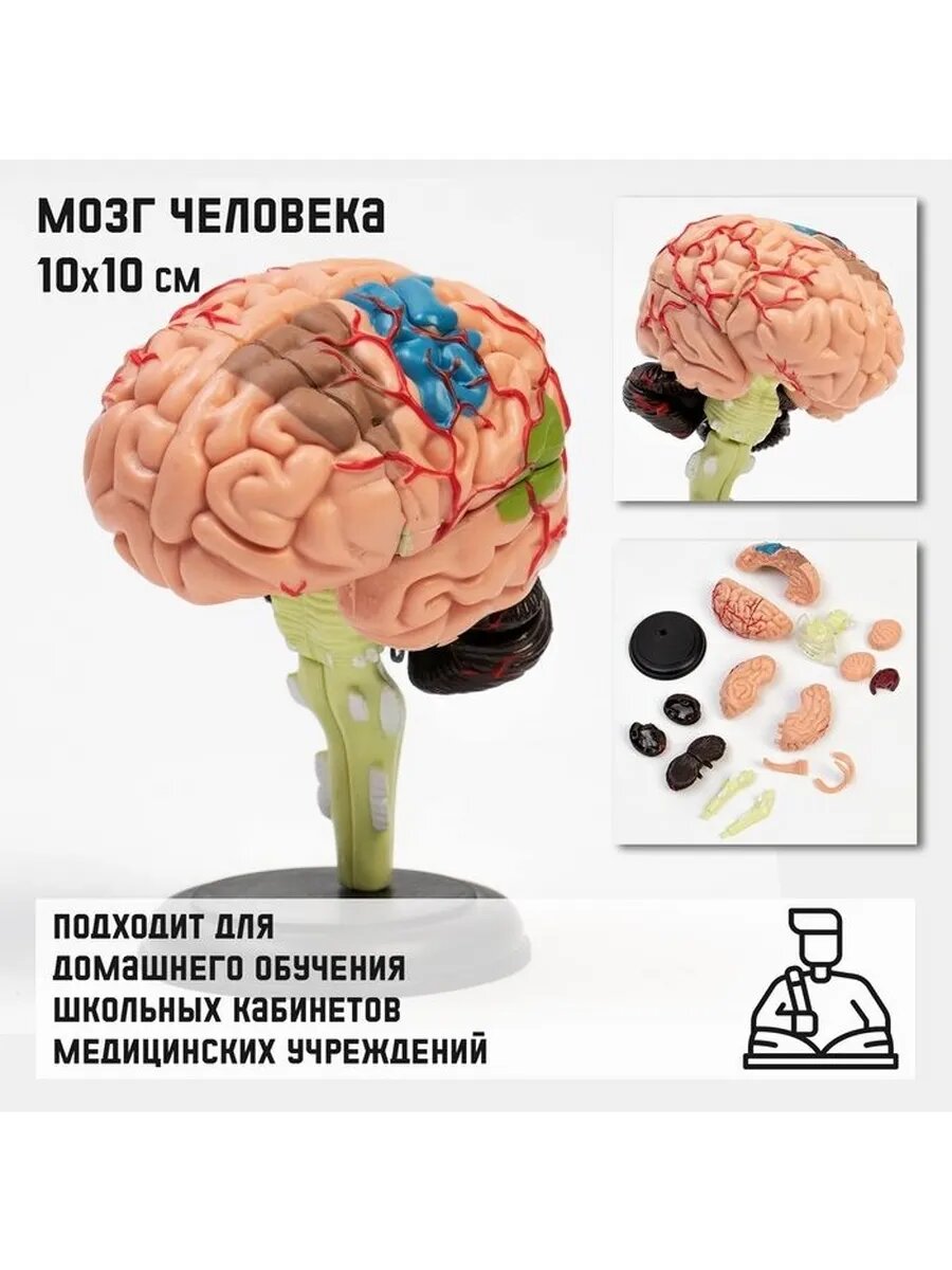 Макет "Мозг человека" разборный, 10*10 см