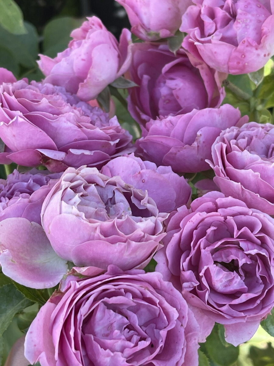 Роза спрей Блоссом Бабблс (Blossom Bubbles) , 2 саж, многолетняя , сиреневая