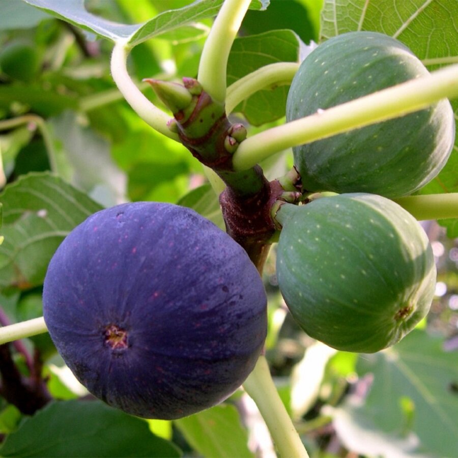 Семена Deodar SEEDS COMPANY Инжир крымский черный 100 шт.