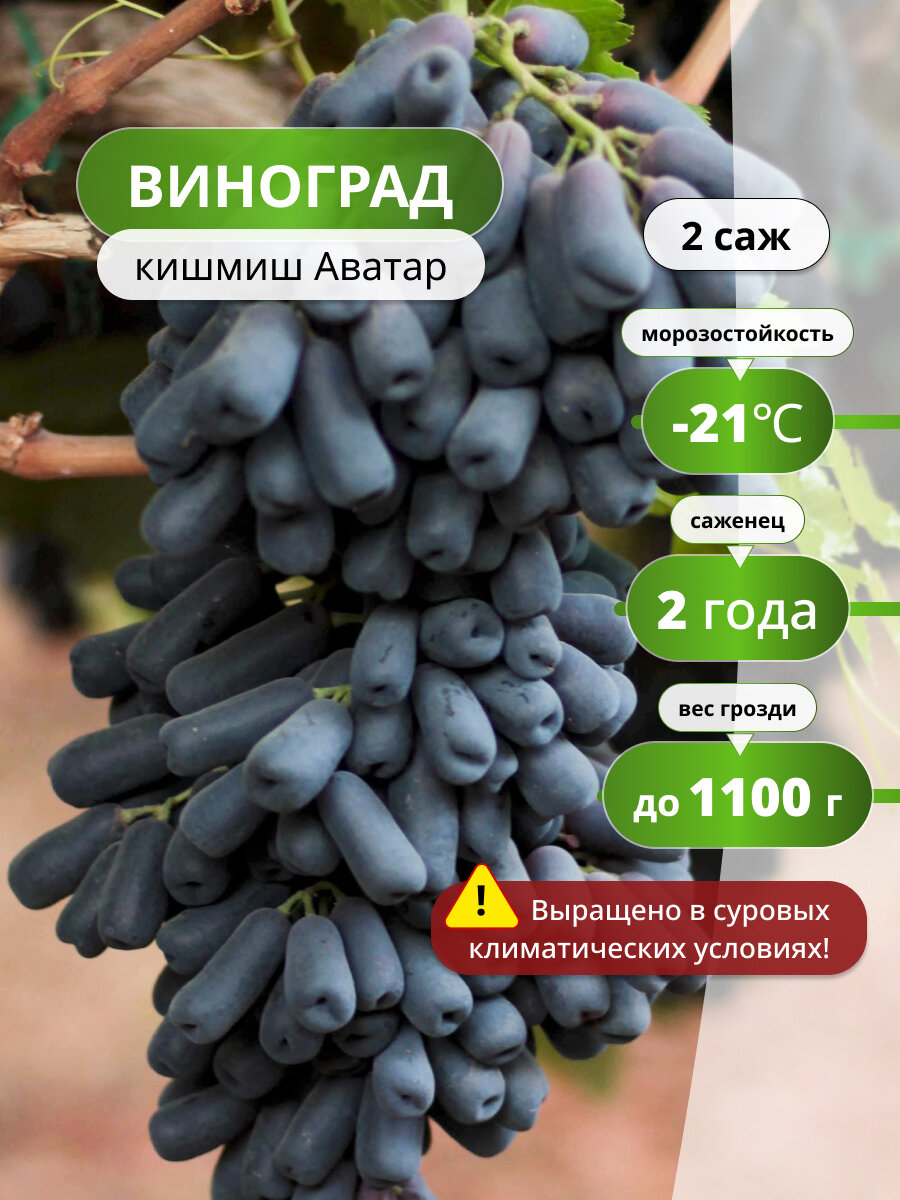 Виноград Капли луны, кишмишный сорт, бессемянный, 2 шт, синий, фиолетовый