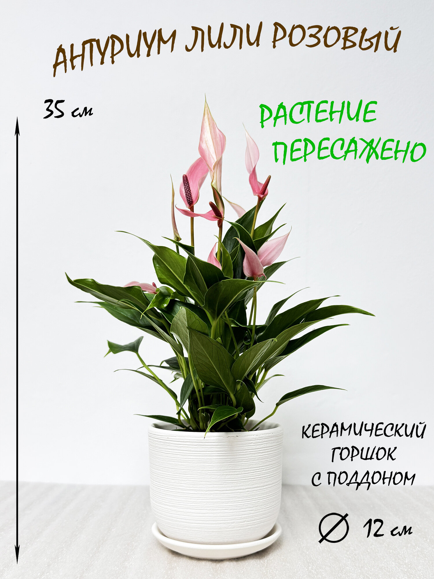 Антуриум Лили розовый в белом керамическом горшке с поддоном, высота 30-35см