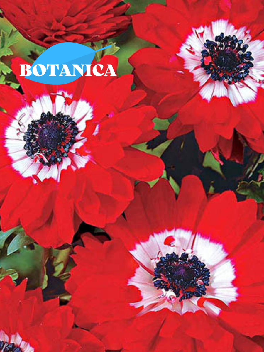 Луковицы цветов, botanica garden, анемоны говернон, ( 10 штук )