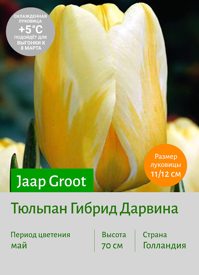 Тюльпан Жап Грут (Jaap Groot) гибрид Дарвина луковицы 20 шт сотка