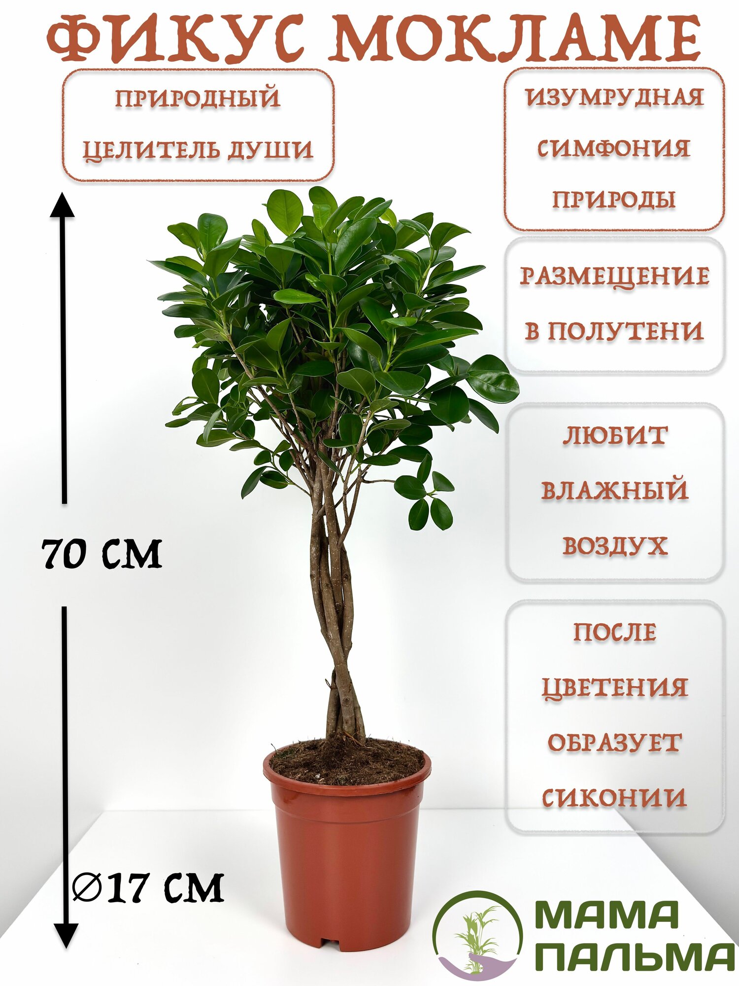 Живое растение Фикус Мокламе в горшке D17 высота 70 см крупномер