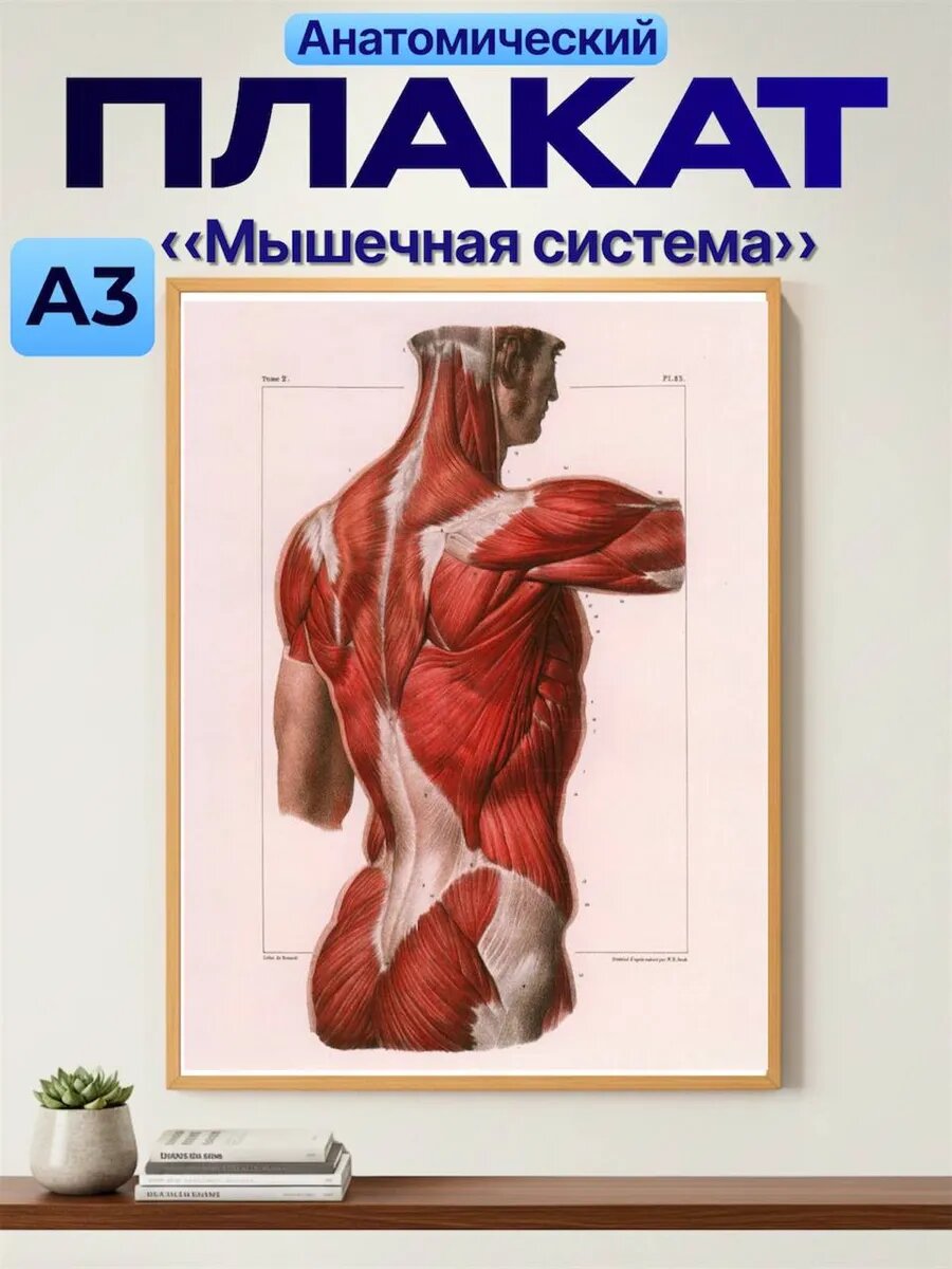 Постер медицинский, спина, задняя группа мышц, мышечная система, А3 анатомия, хирургия