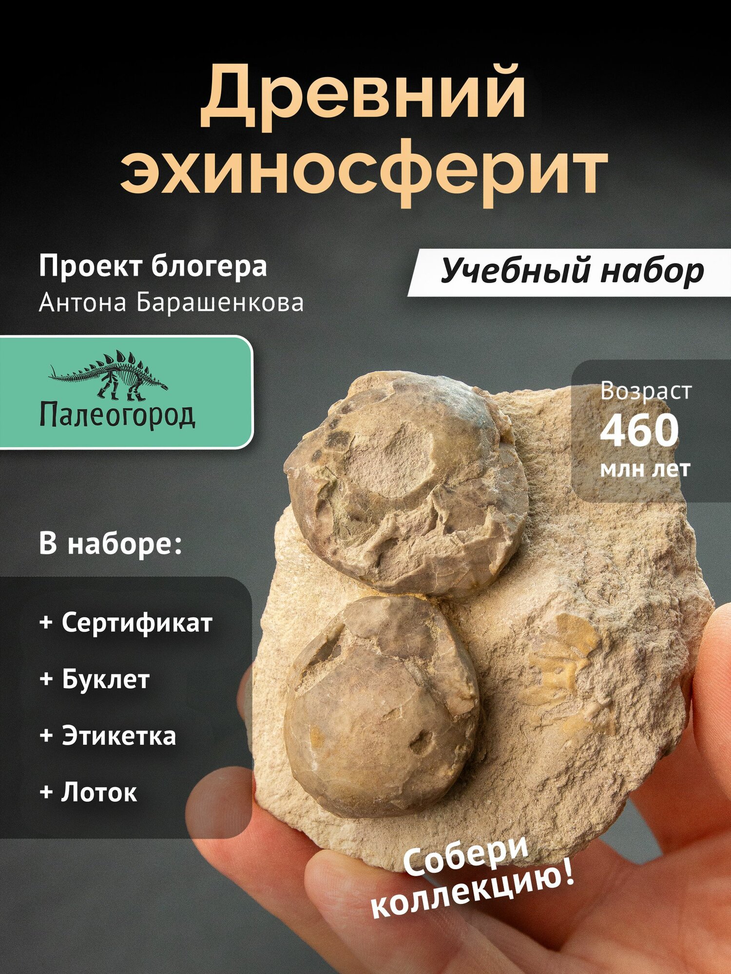Набор палеонтолога (образец №596). Двойник эхиносферитов (морских пузырей) с хвостом трилобита Paraceraurus XF. Необычный подарок мальчику, девочке, подростку. Опыты и раскопки.