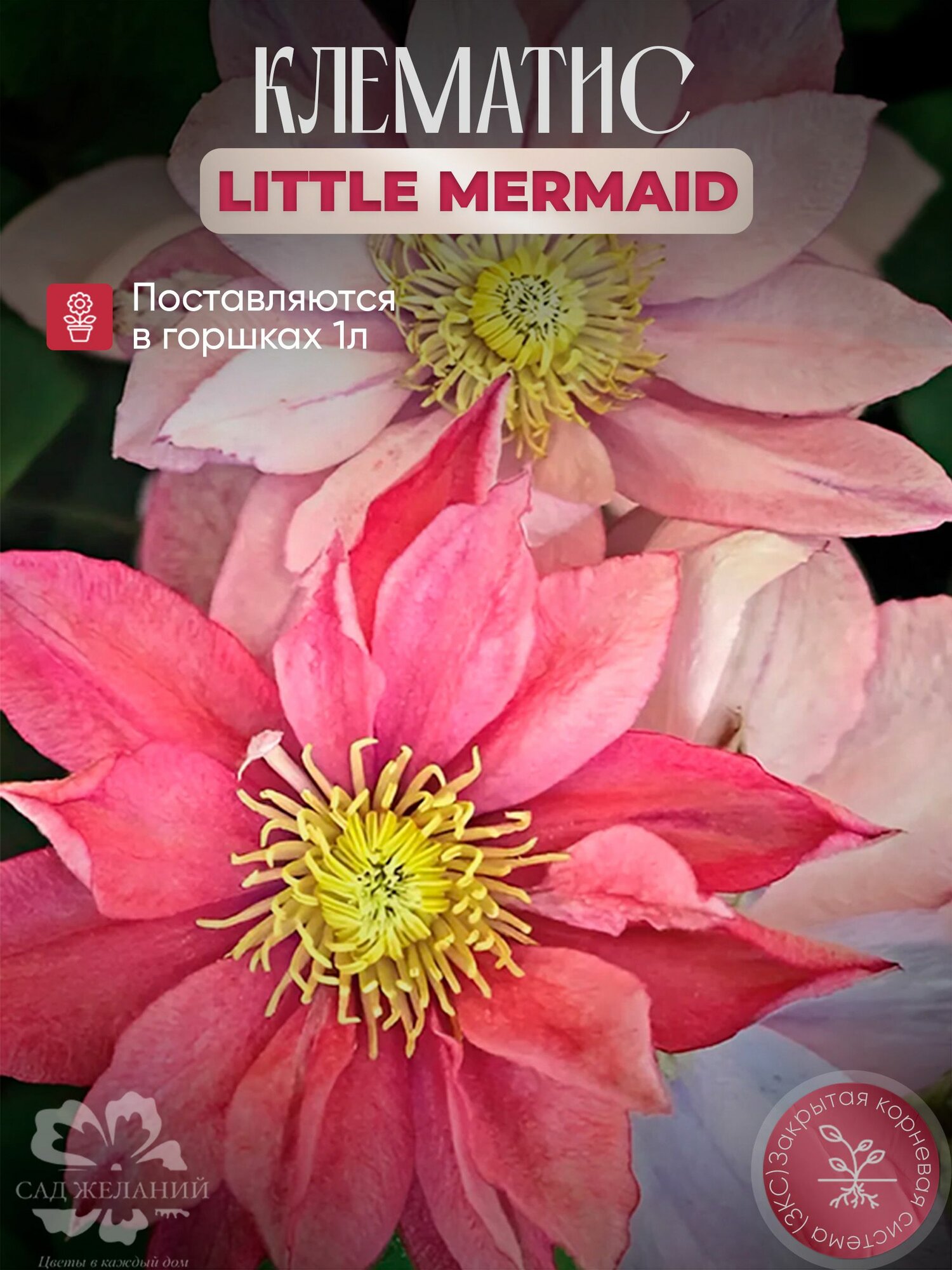 Клематис крупноцветковый Litle Mermade(Маленькая русалочка) в горшке 1 л