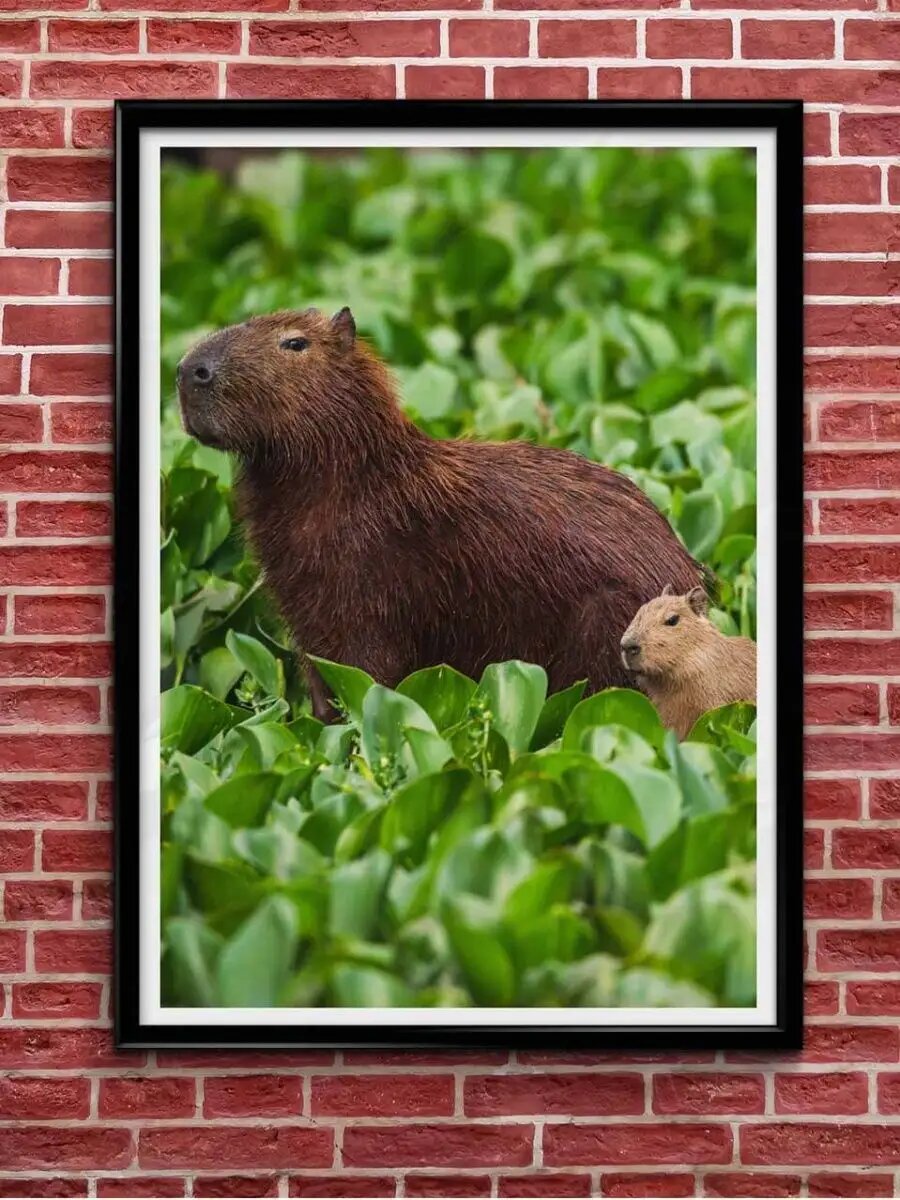 Плакат, Постер Капибара и малышь (А3 постер на стену)