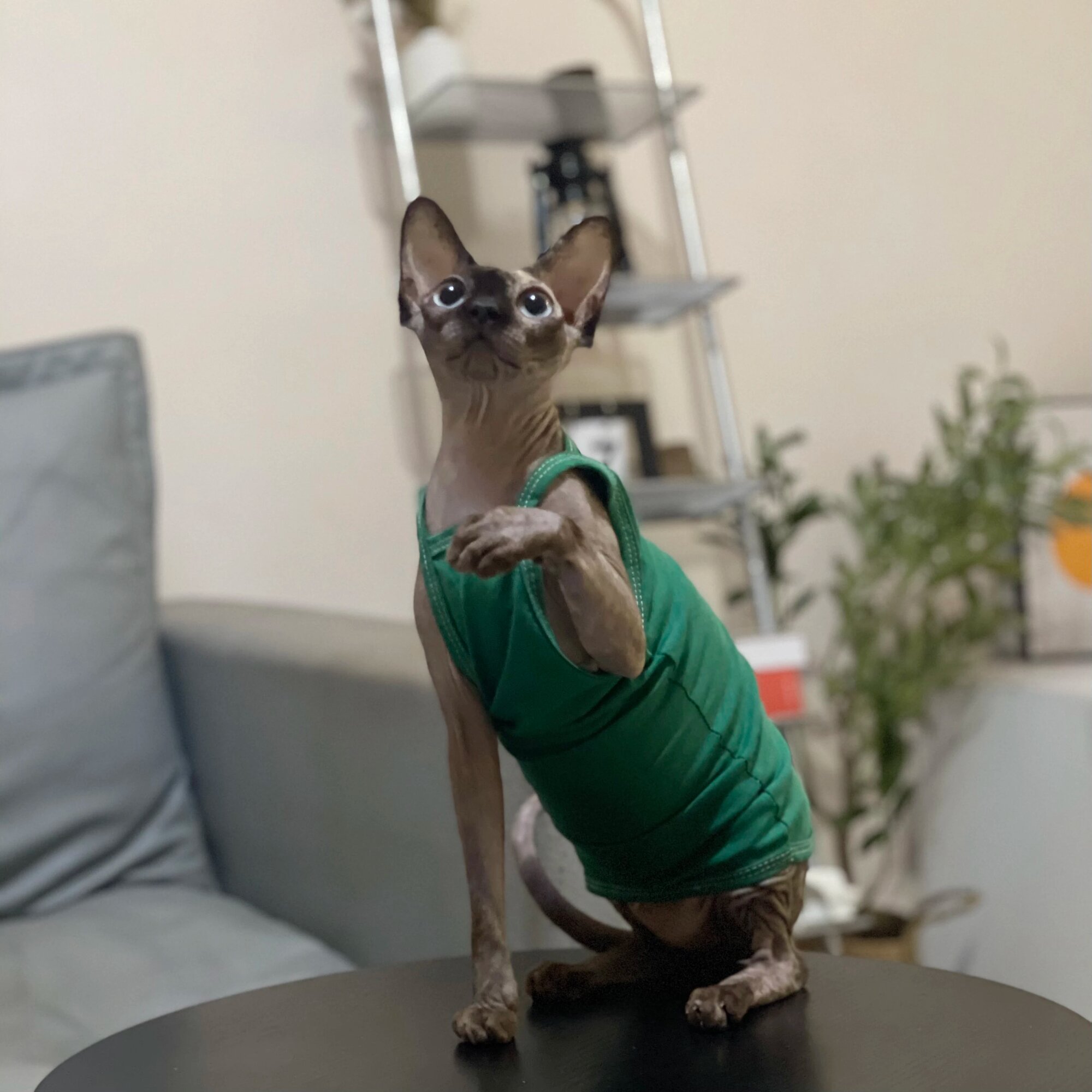 Хлопковый костюм для Сфинкса XXL, Темно-зеленый, Dark Green