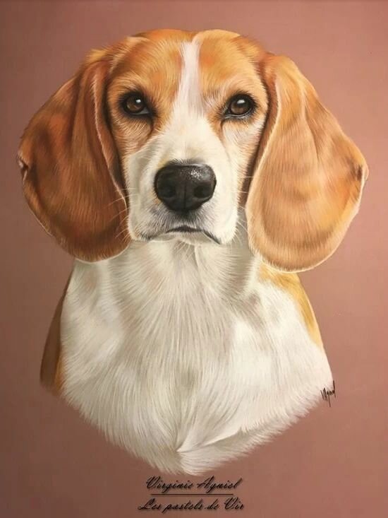 Алмазная картина "Бигль" алмазная огранка 40х50 см,40X50CM, белый